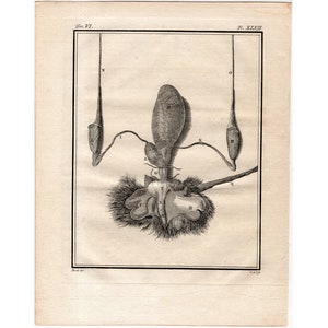 C. 1777 RABBIT ANATOMY Engraving - Original Antique Print • Internal ...