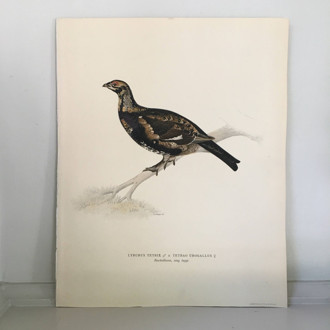C. 1924 GROUSE Lithograph - Original Antique Print - Hand Colored Bird ...