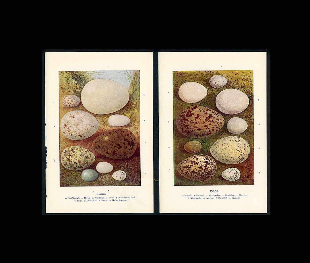 C. 1901 ANTIQUE EGG Prints • Set of 2 Original Antique Prints • Bird ...