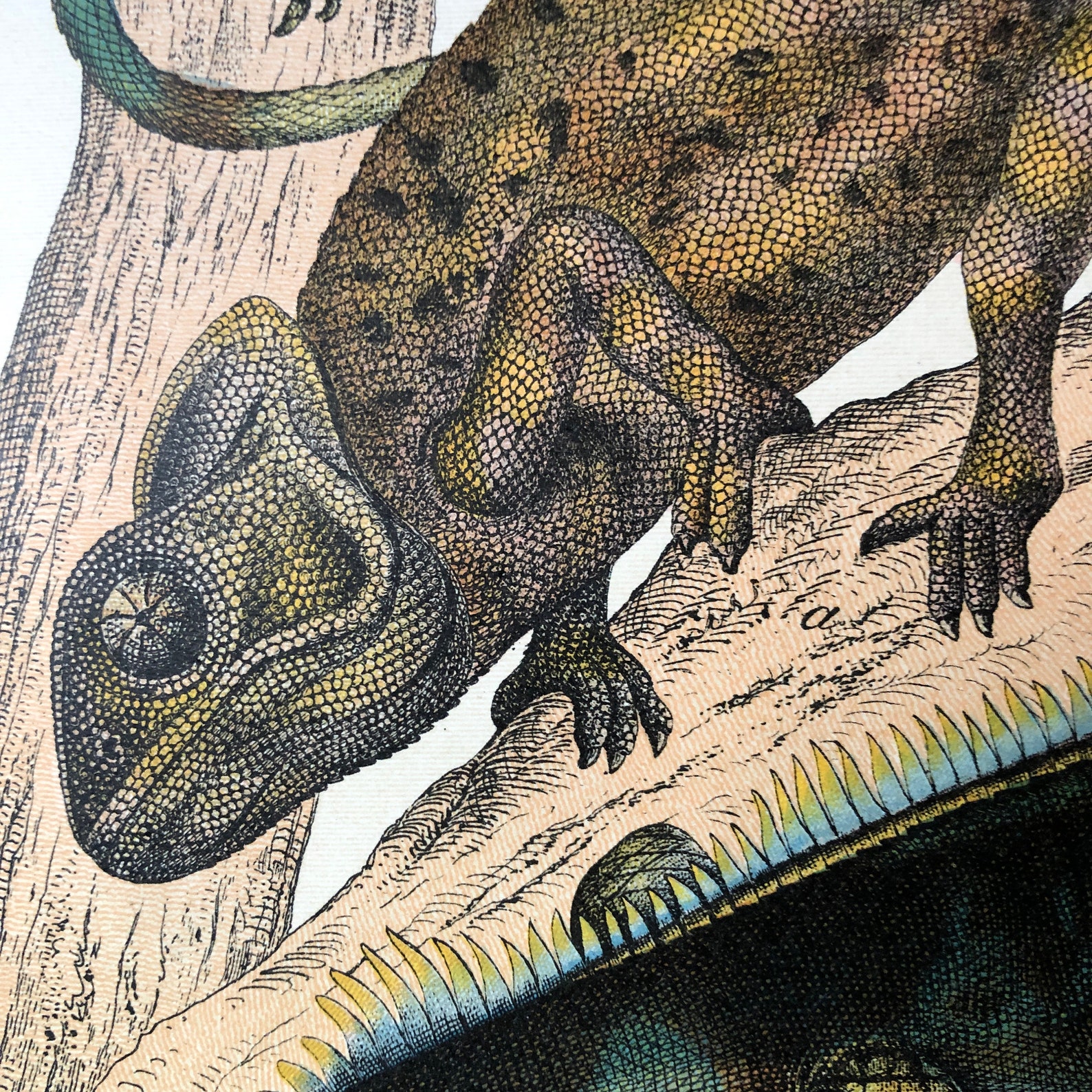 Antique Print C.1890 LIZARDS Print Original Antique Animal - Etsy