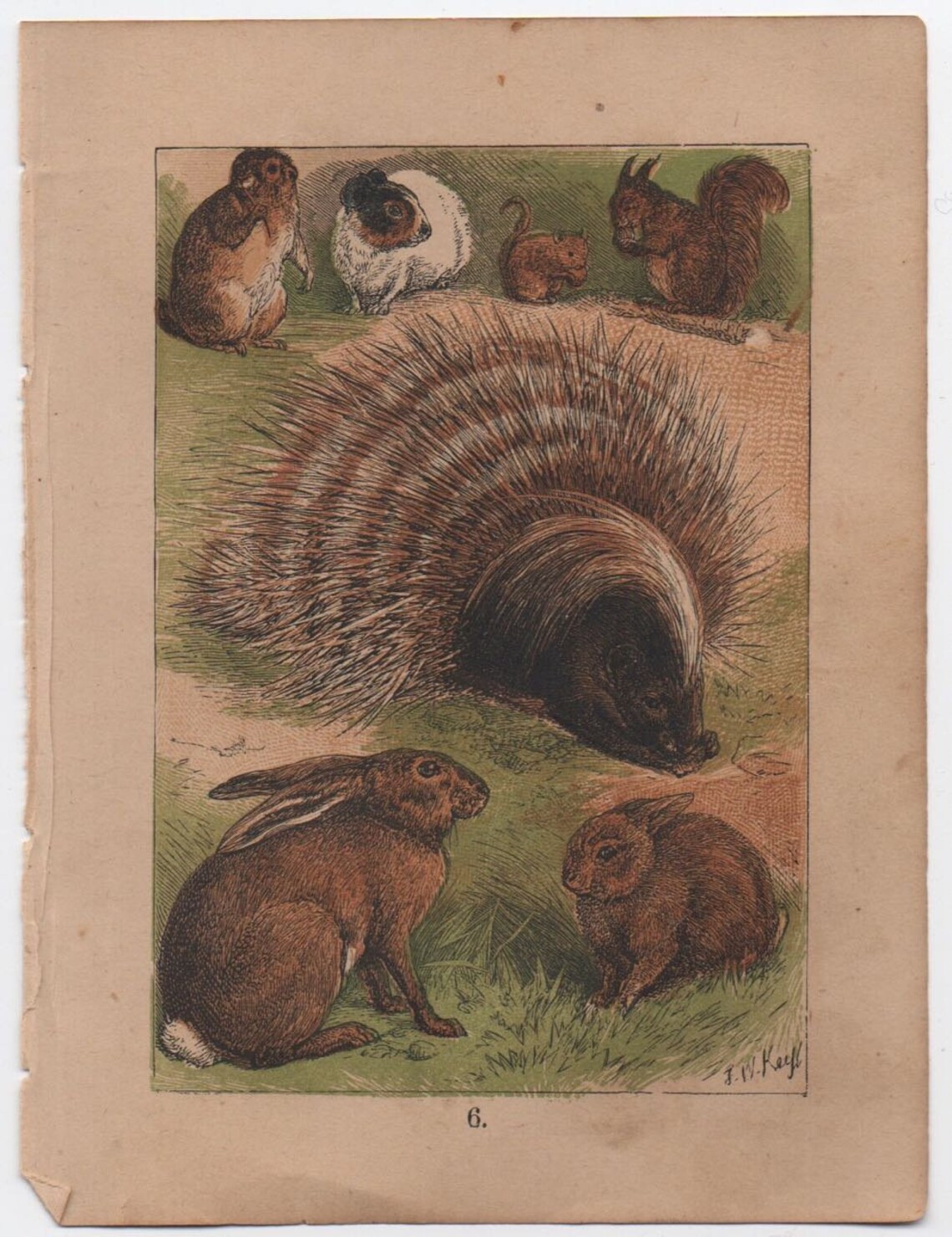 1882 Rodents ANTIQUE ANIMAL Lithograph • Original Antique Wild Animal ...