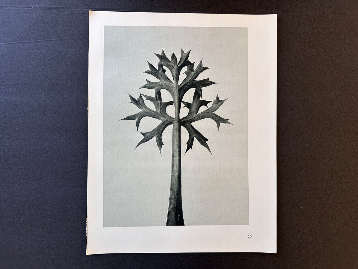C. 1935 BLOSSFELDT BOTANY Lithograph • Original Vintage Print ...