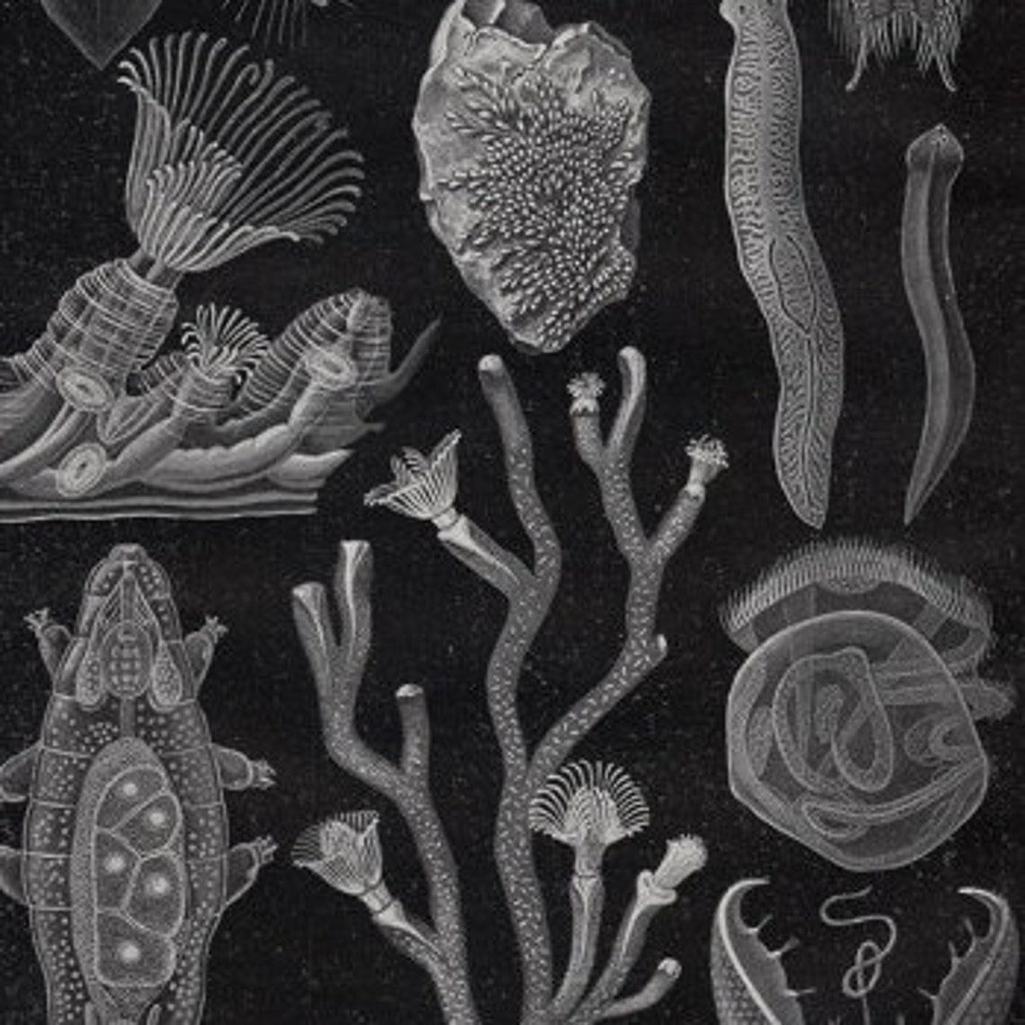 1894 ANTIQUE SEA LIFE Under Water Fauna Original Antique Sea Life Ocean ...