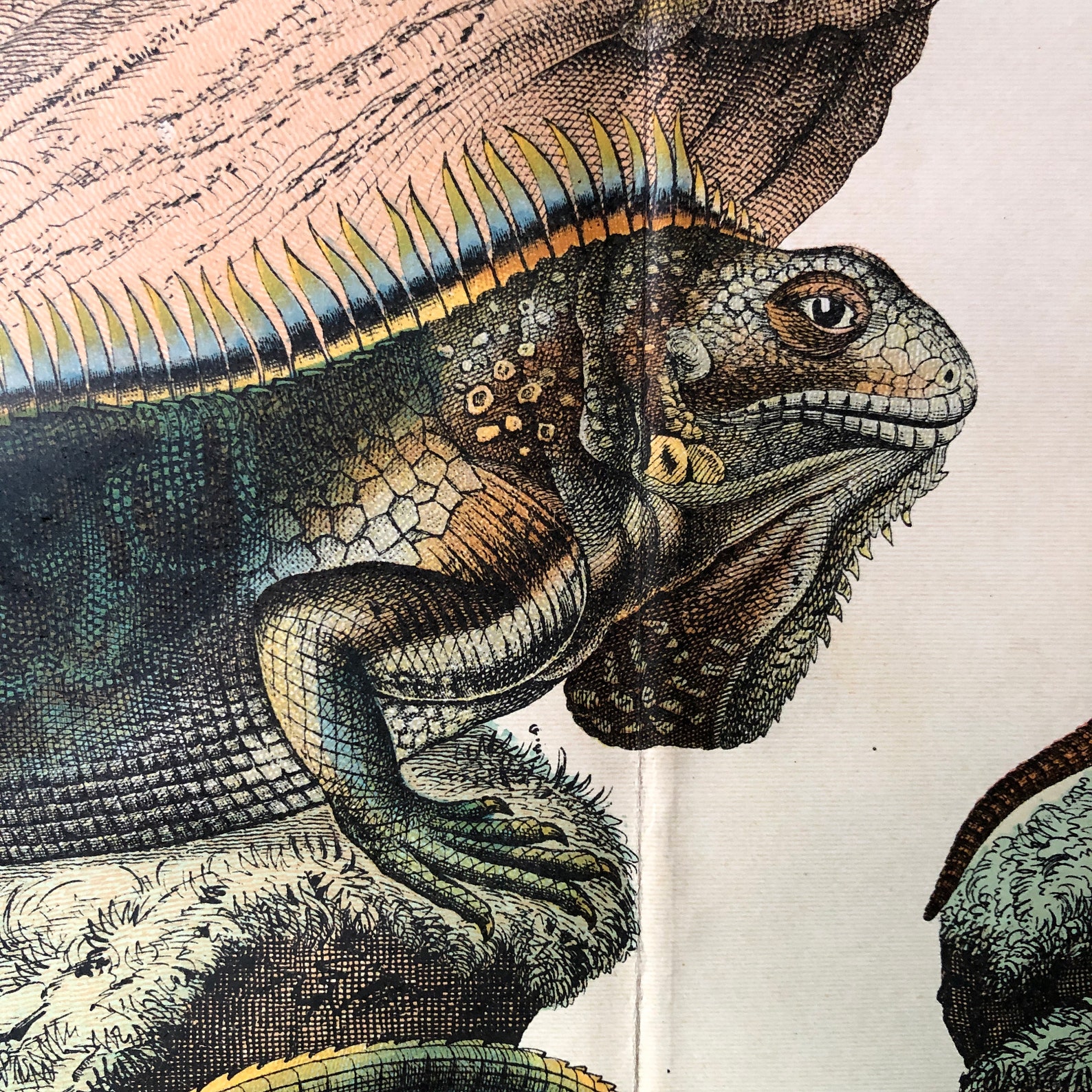 Antique print c.1890 LIZARDS print original antique | Etsy