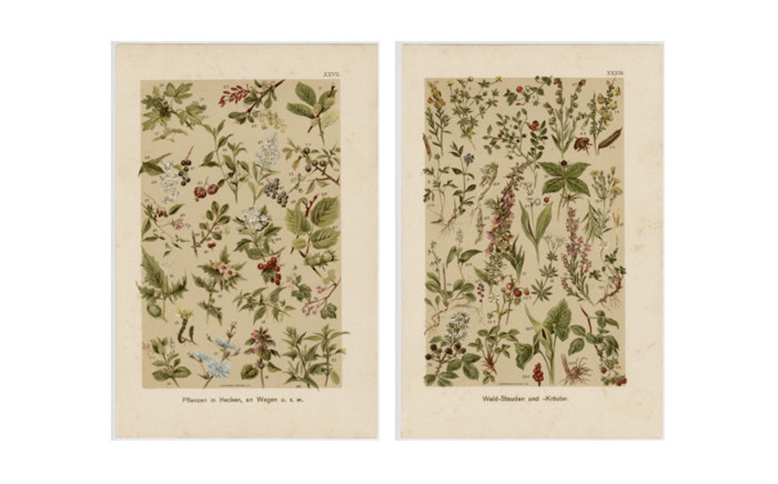 C. 1899 ANTIQUE BOTANICAL prints set of 2 original antique | Etsy