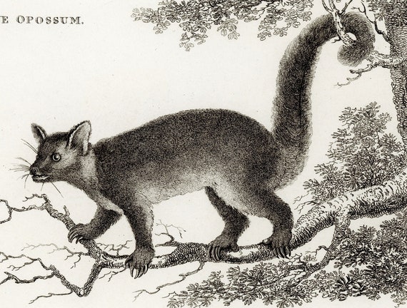 Diagrama De Esqueleto De Zarigüeya