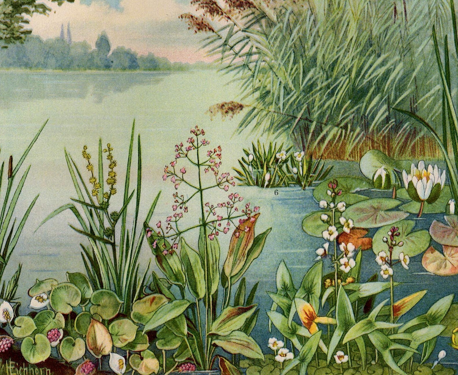 C. 1920 AQUATIC PLANTS Print - Original Antique Print • Flower Print ...