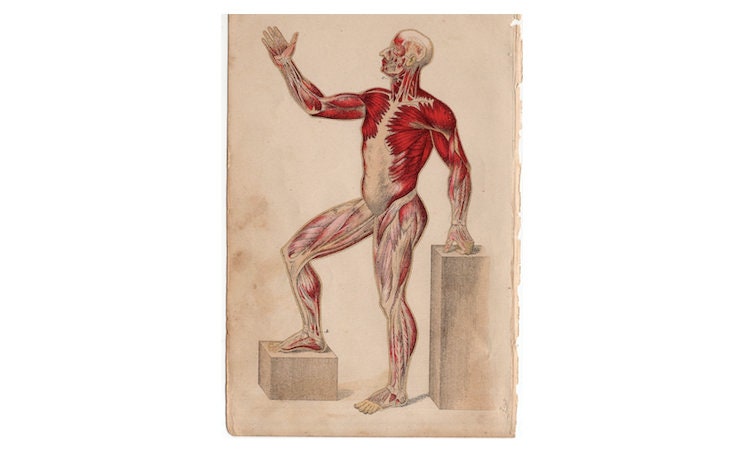 C. 1884 MUSCULAR SYSTEM lithograph antique human anatomy | Etsy