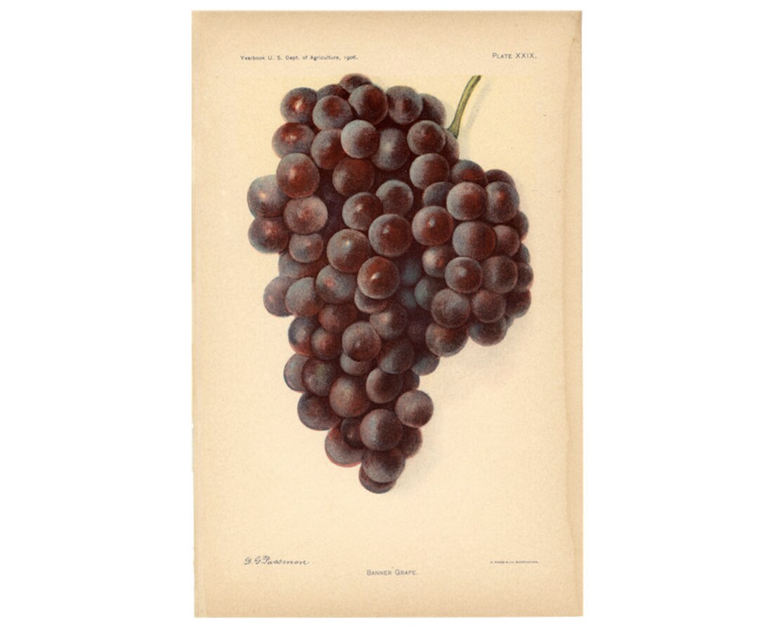 C. 1906 BANNER GRAPES Lithograph • - Original Antique Print - USDA ...