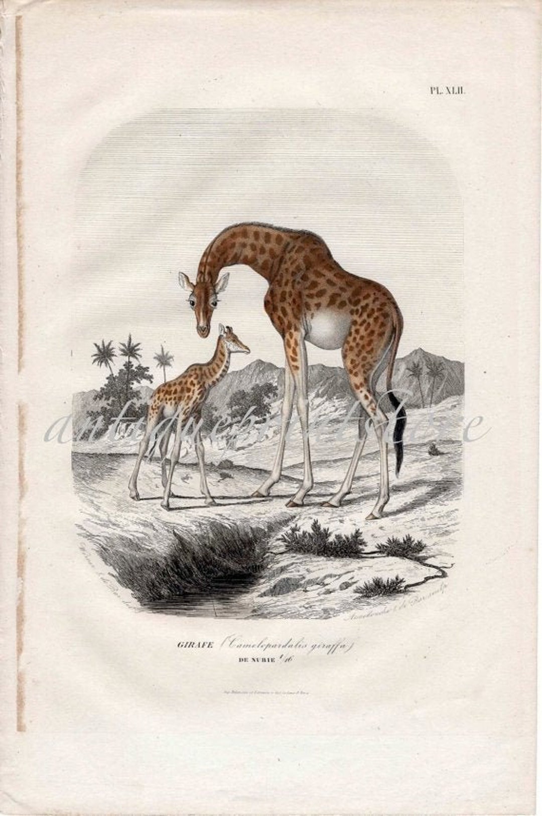 C. 1866 GIRAFFE FAMILY Engraving • Original Antique Print • Hand ...