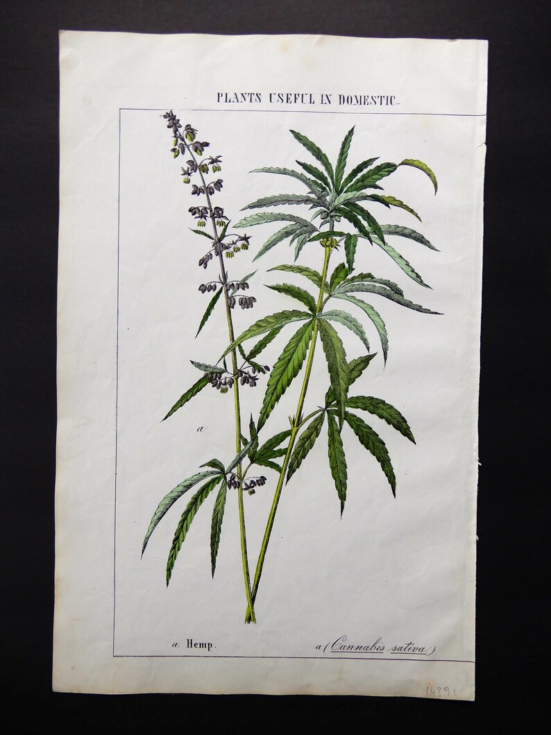 C. 1857 CANNABIS SATIVA PRINT Marijuana Print Antique | Etsy