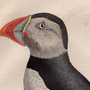 C. 1845 PUFFIN Engraving • Original Antique Print • Seabird • Atlantic ...