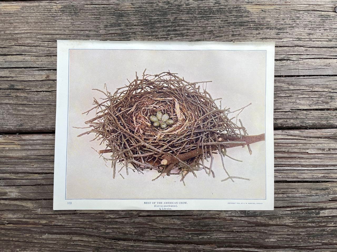 American Crow Nest