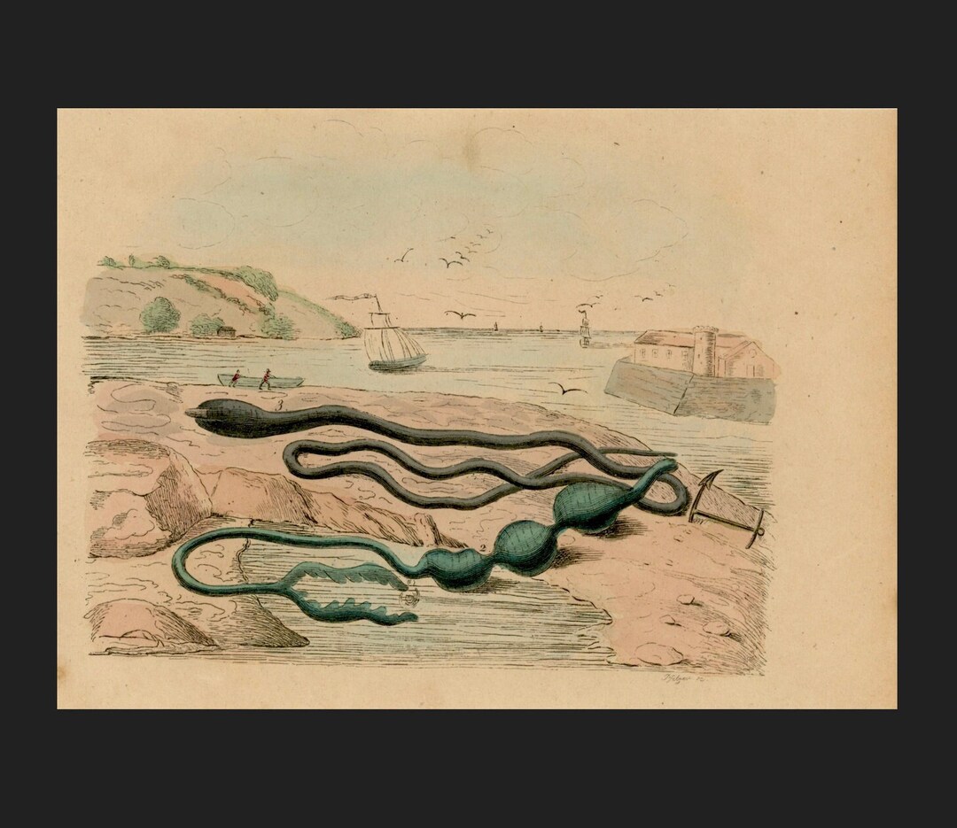 C. 1835 GREEN SPOONWORM Engraving • Original Antique Print • Marine ...