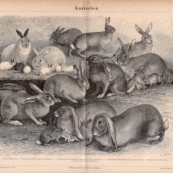 Antique Rabbit Print - Etsy