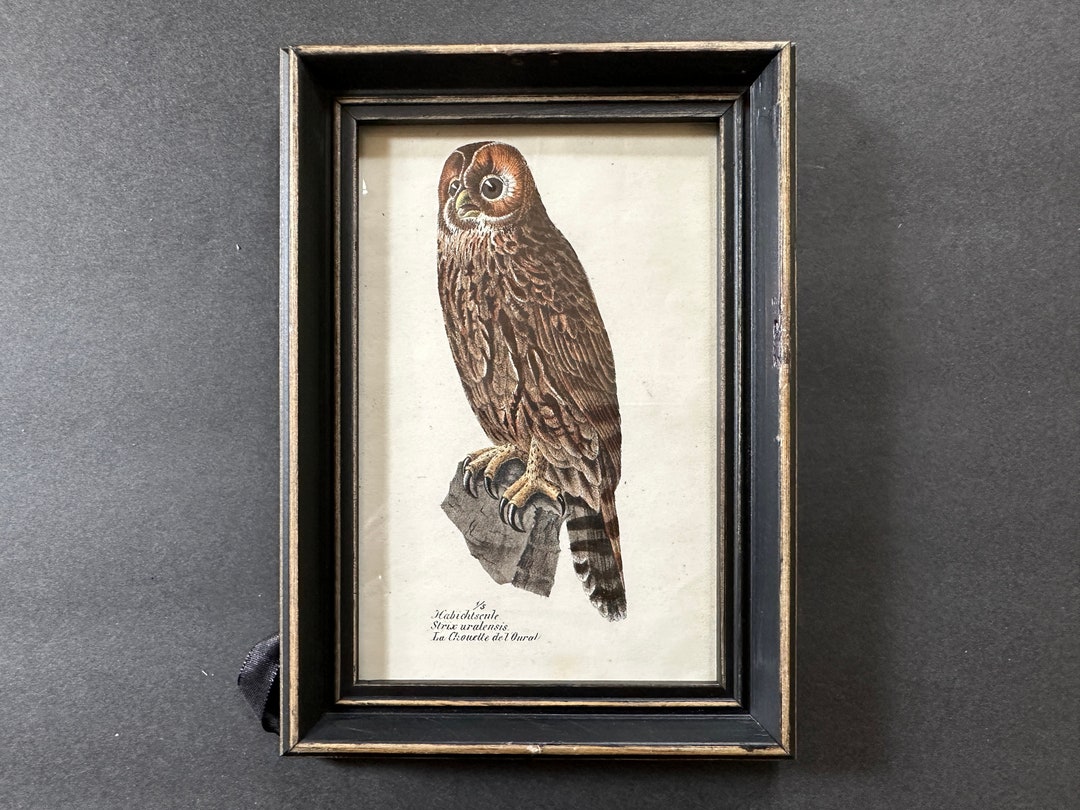 FRAMED C. 1824 URAL OWL Lithograph • Original Antique Print • Hand ...