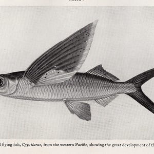 C. 1934 FLYING FISH Print • Original Antique Print • Exocoetidae Fish ...
