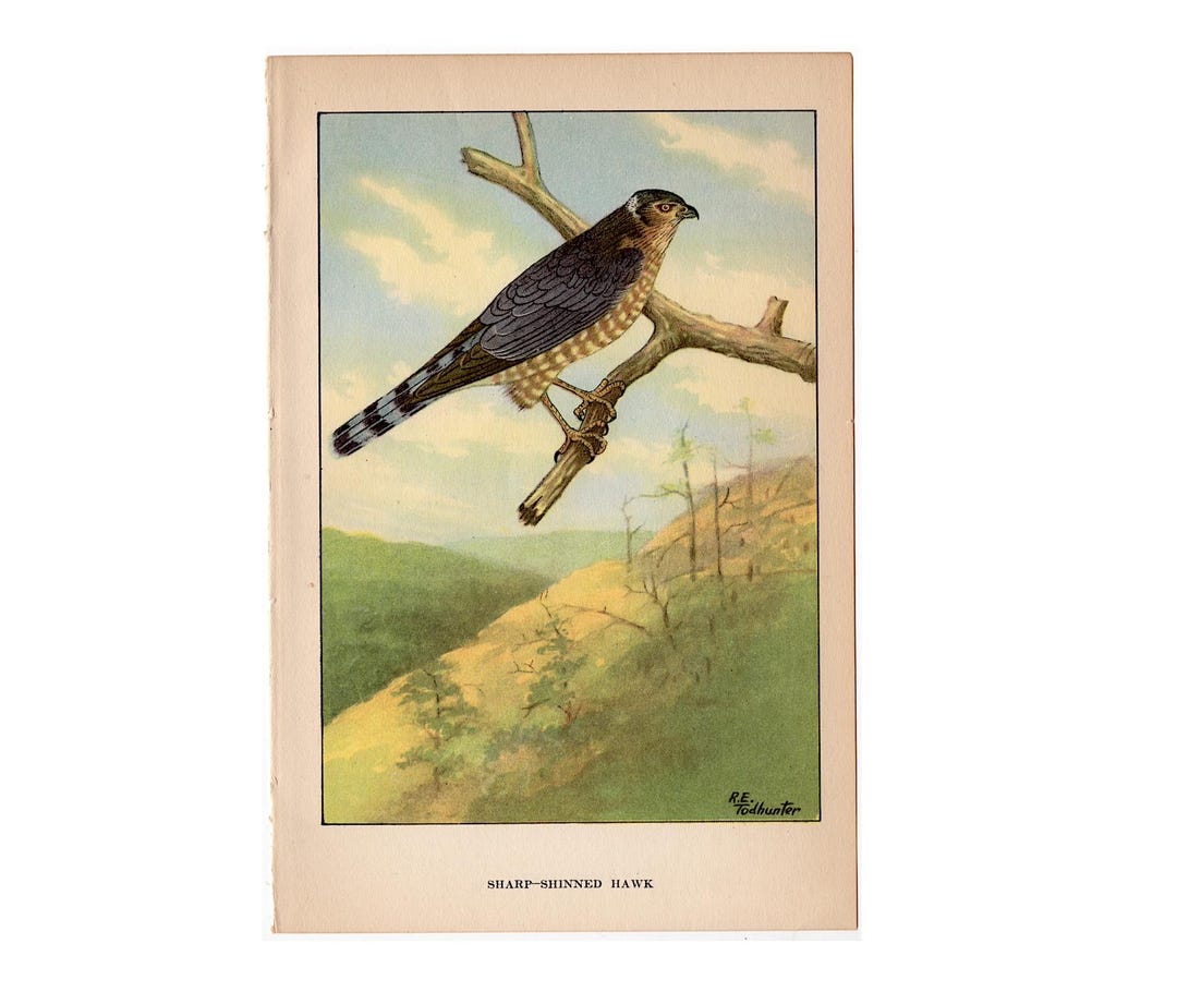C. 1917 SHARP SHINNED HAWK Print - Original Antique Print • Ornithology ...