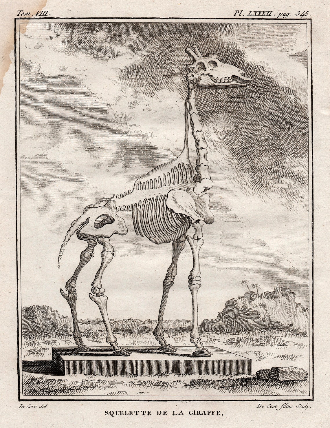 GIRAFFE SKELETON Engraving C. 1777 • Original Antique Print • African ...