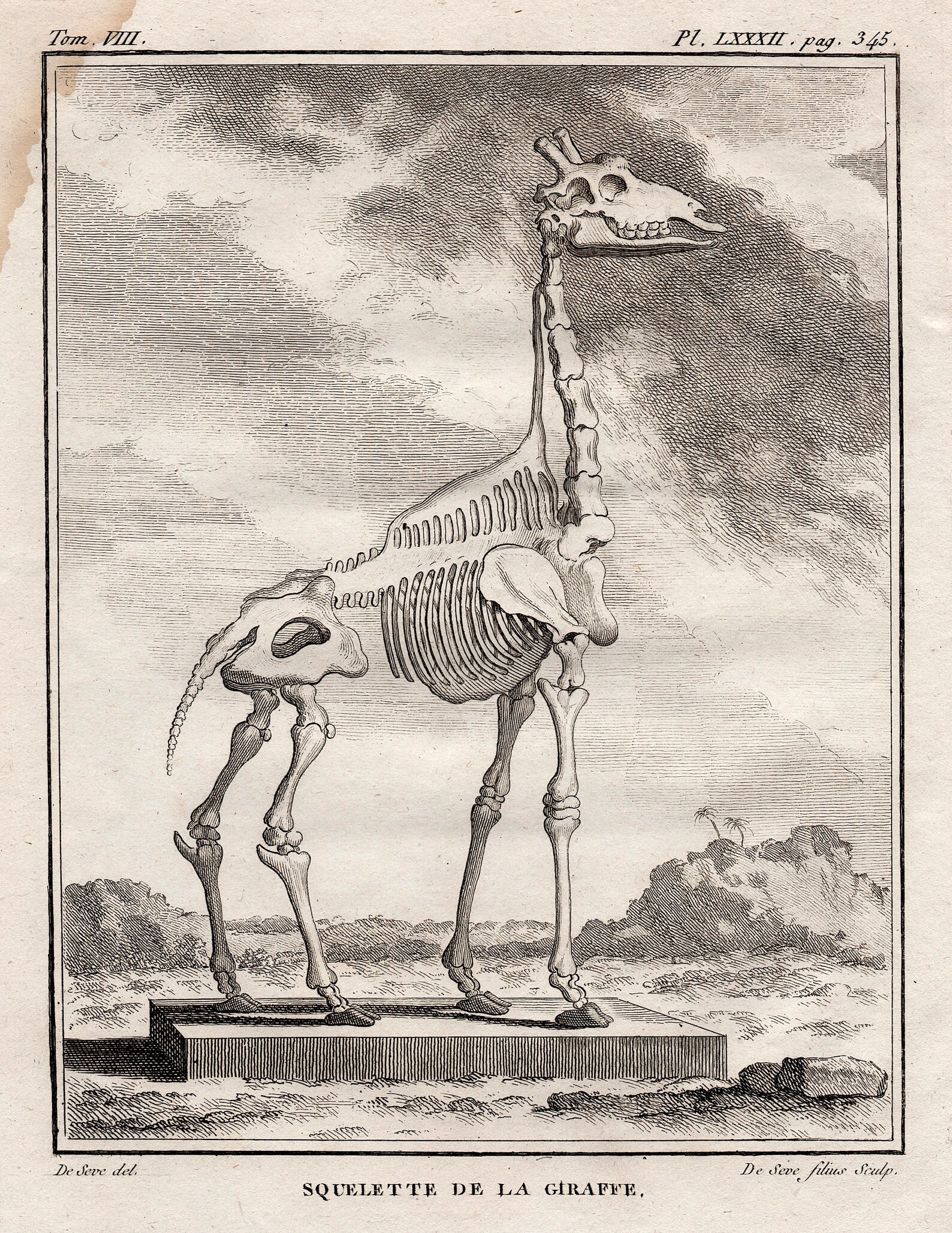 GIRAFFE SKELETON Engraving C. 1777 • Original Antique Print • African ...