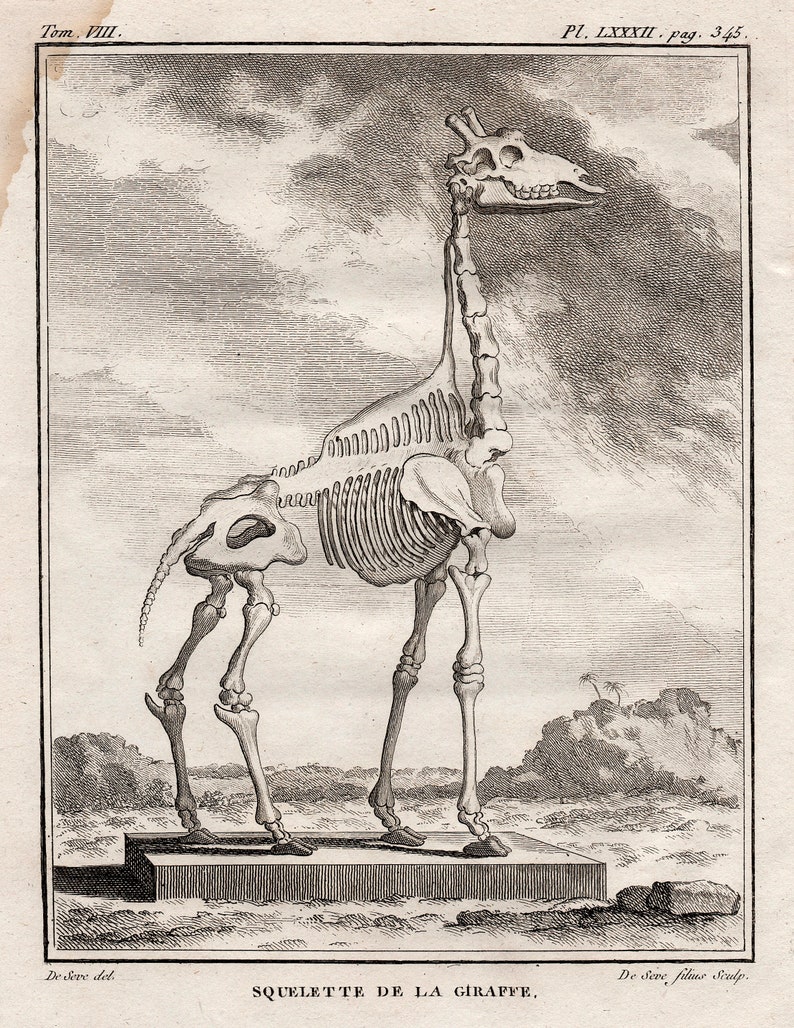 GIRAFFE SKELETON Engraving C. 1777 • Original Antique Print • African ...