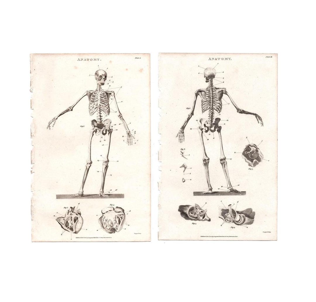 SKELETONS • FRONT & BACK Prints C. 1809 • Set of 2 Original Antique ...