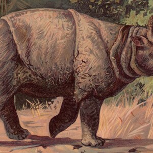 C. 1902 DINOCERAS Lithograph • Original Antique Print - Fossil Reptiles ...