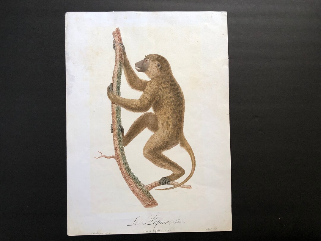 C. 1797 BABOON Engraving - Original Antique Print • Monkey Print - by ...