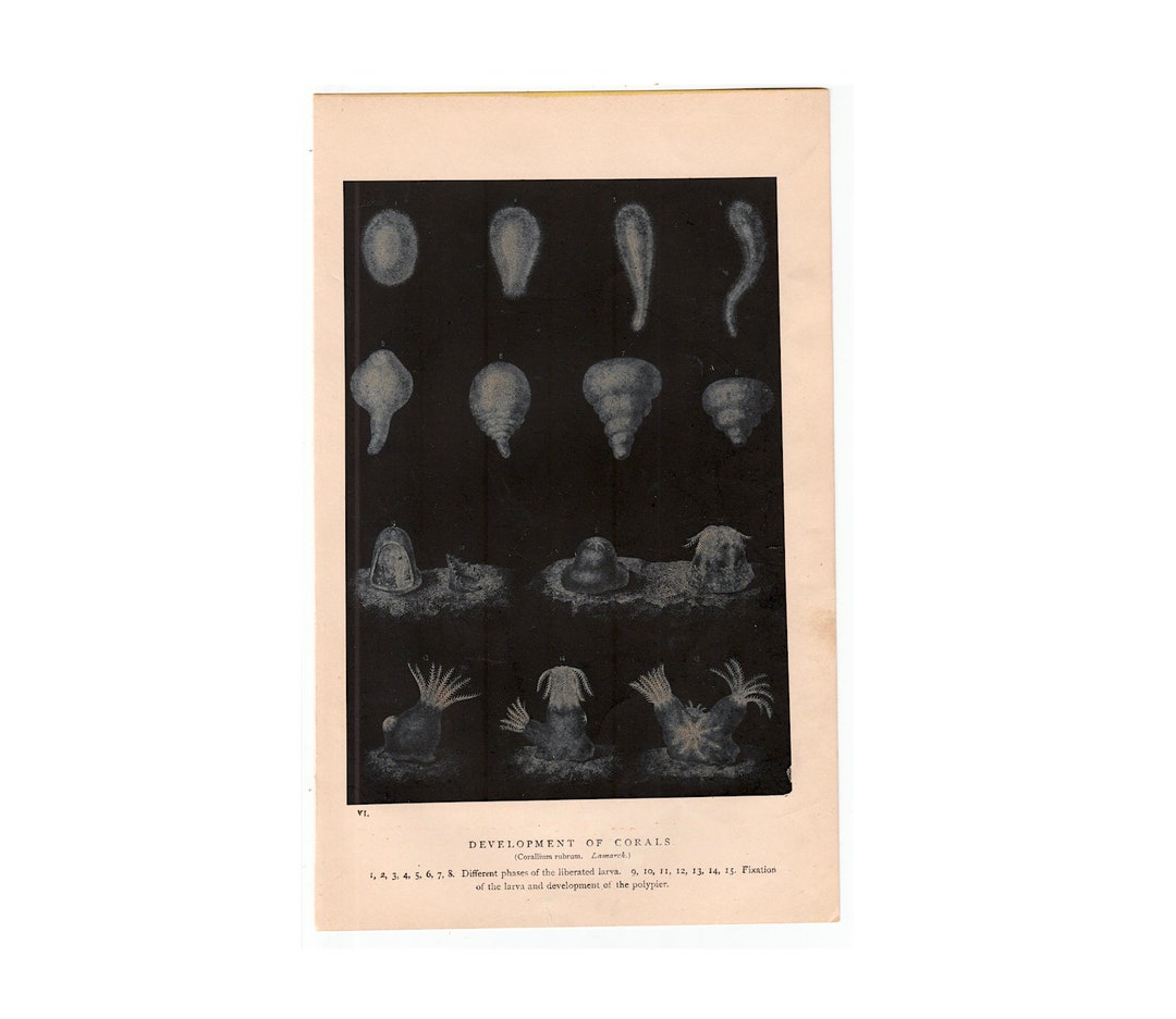 C. 1858 CORAL ANATOMY Lithograph • Original Antique Print • Corals ...