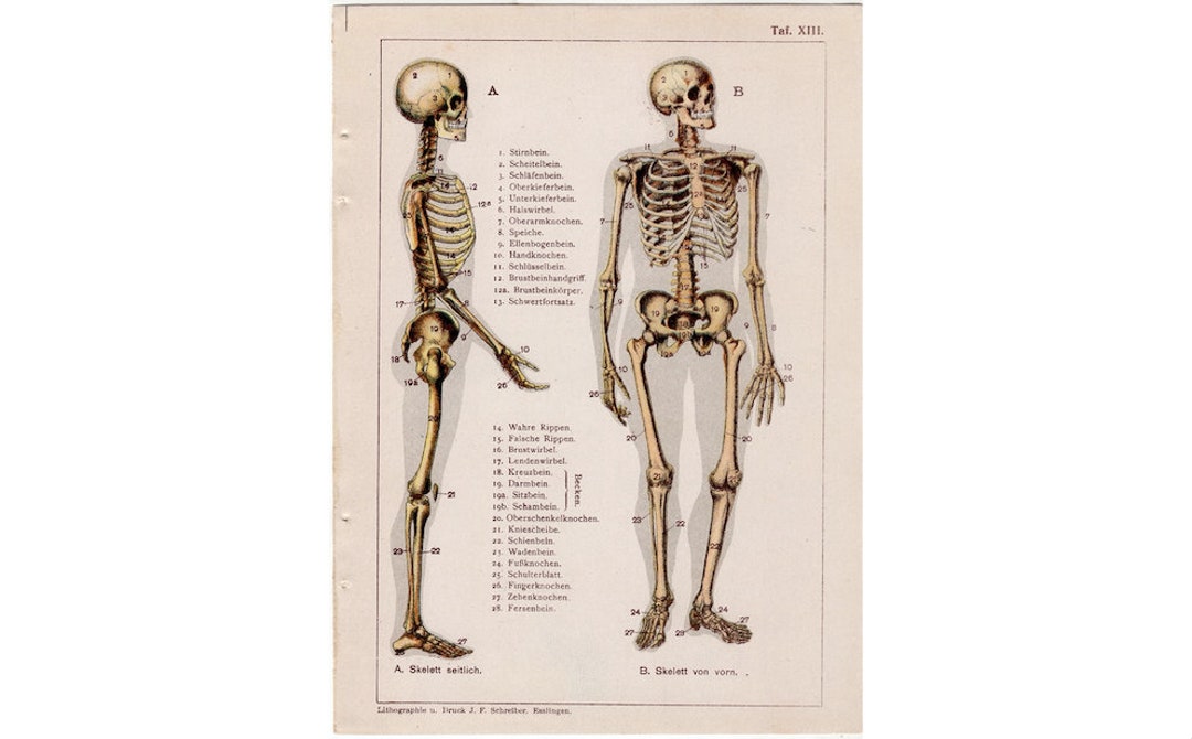 HUMAN SKELETON Print C. 1910 - Original Antique Anatomy Print - Human ...