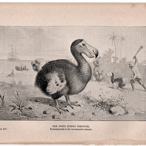 C. 1893 DODO BIRD Lithograph • Original Antique Print • Dronte Print ...