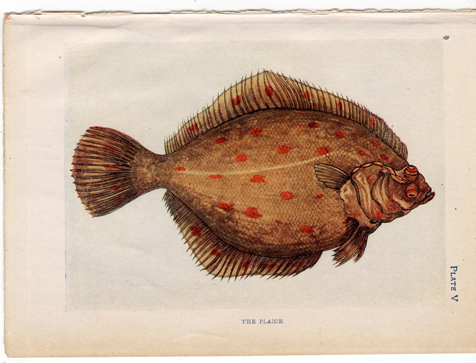 Antique prints c. 1907 the FLATFISH PRINTS the Flounder & | Etsy