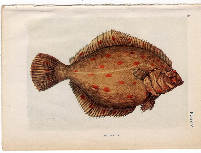 Antique prints c. 1907 the FLATFISH PRINTS the Flounder & | Etsy