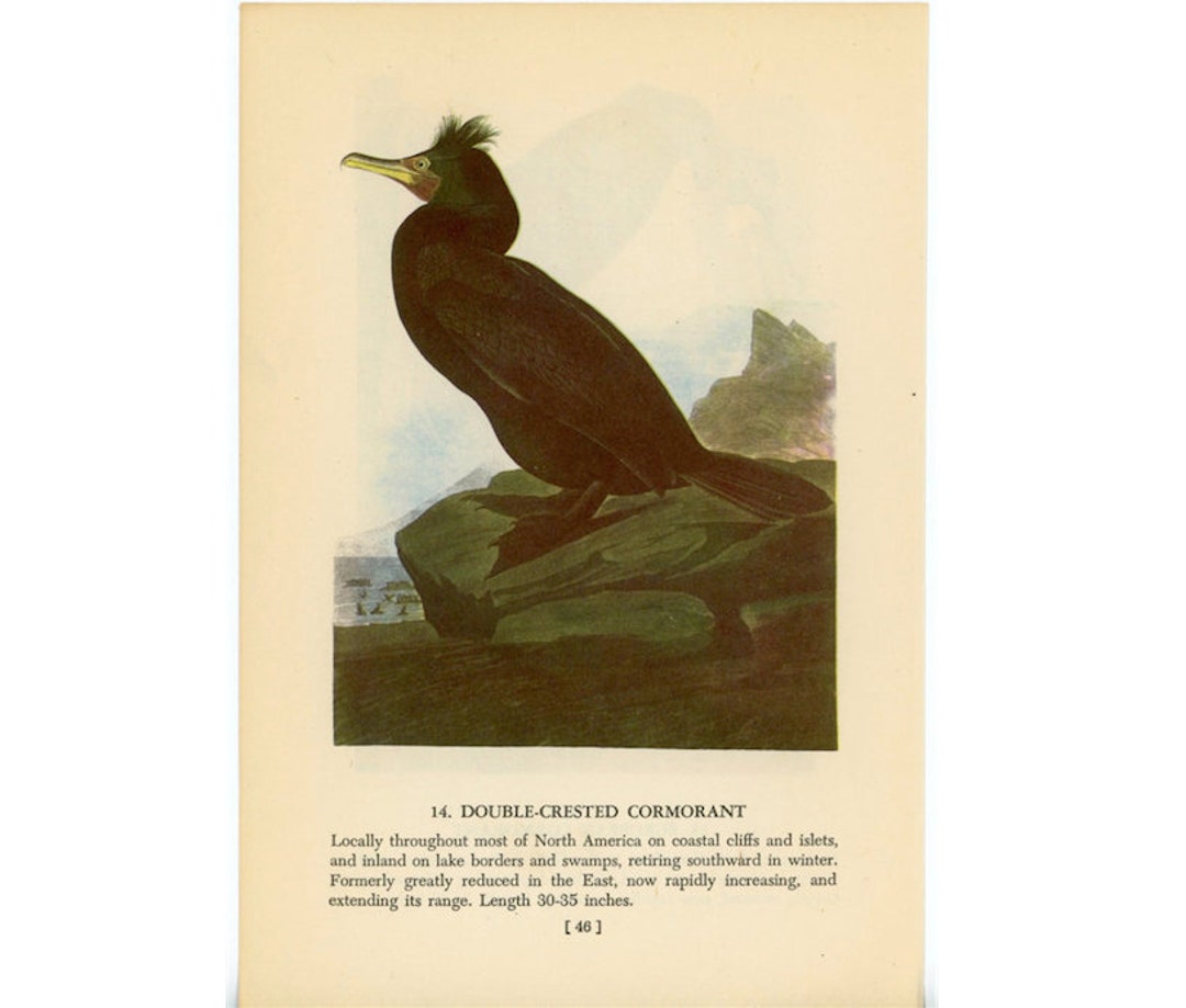 1950 CORMORANT BIRD PRINT - Bird Lithograph - Double Crested Cormorant ...