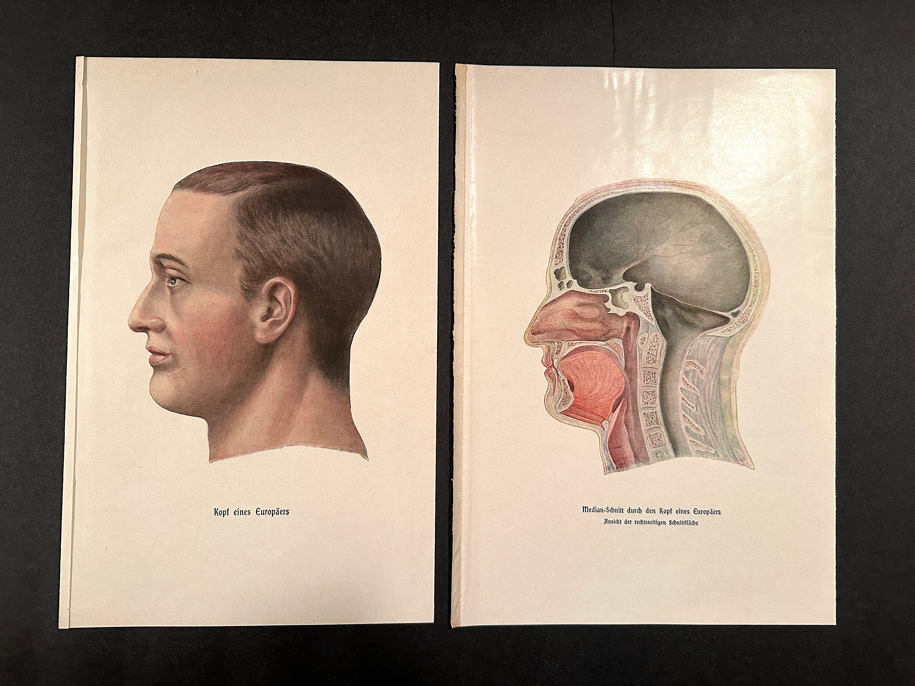 C. 1900 APE & HUMAN HEADS lithographs set of 2 original antique prints ...