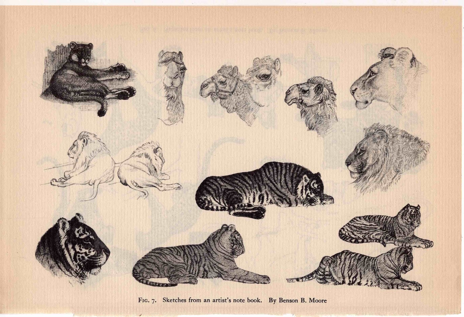 C. 1934 ANIMAL SKETCHES Lithograph - Vintage Animal Print - Zoo Animal ...