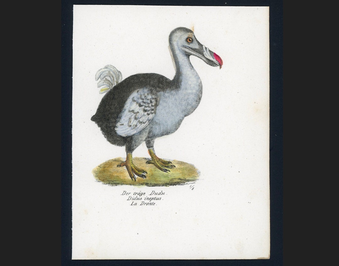 C. 1824 DODO Lithograph • Original Antique Print • Dronte Print • Dodo ...