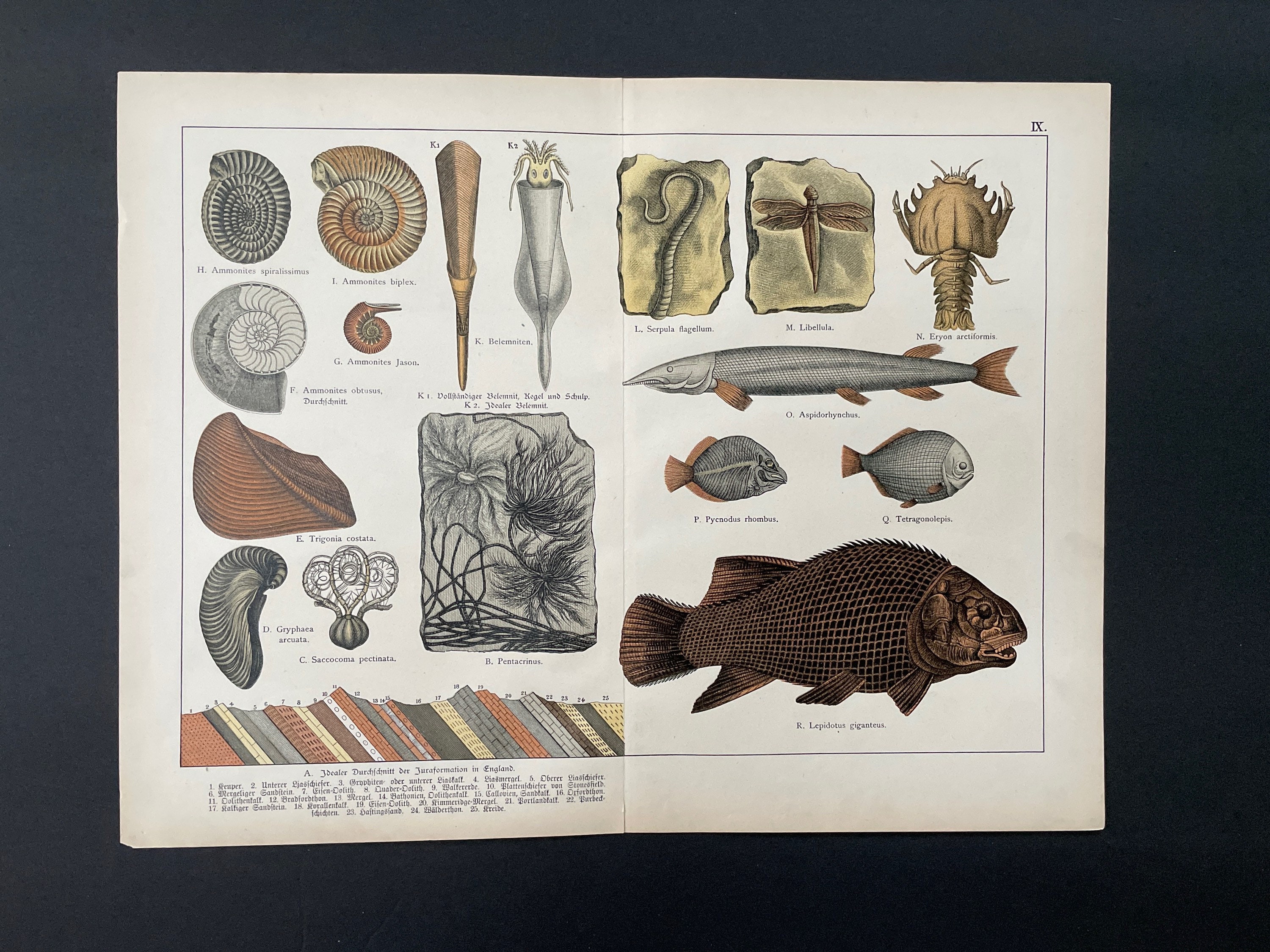 Triassic Fossils - Etsy