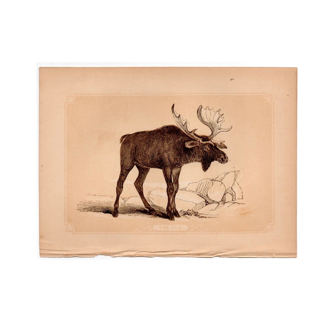 C.1853 ELK MOOSE Lithograph Original Antique Print Animal Print From ...