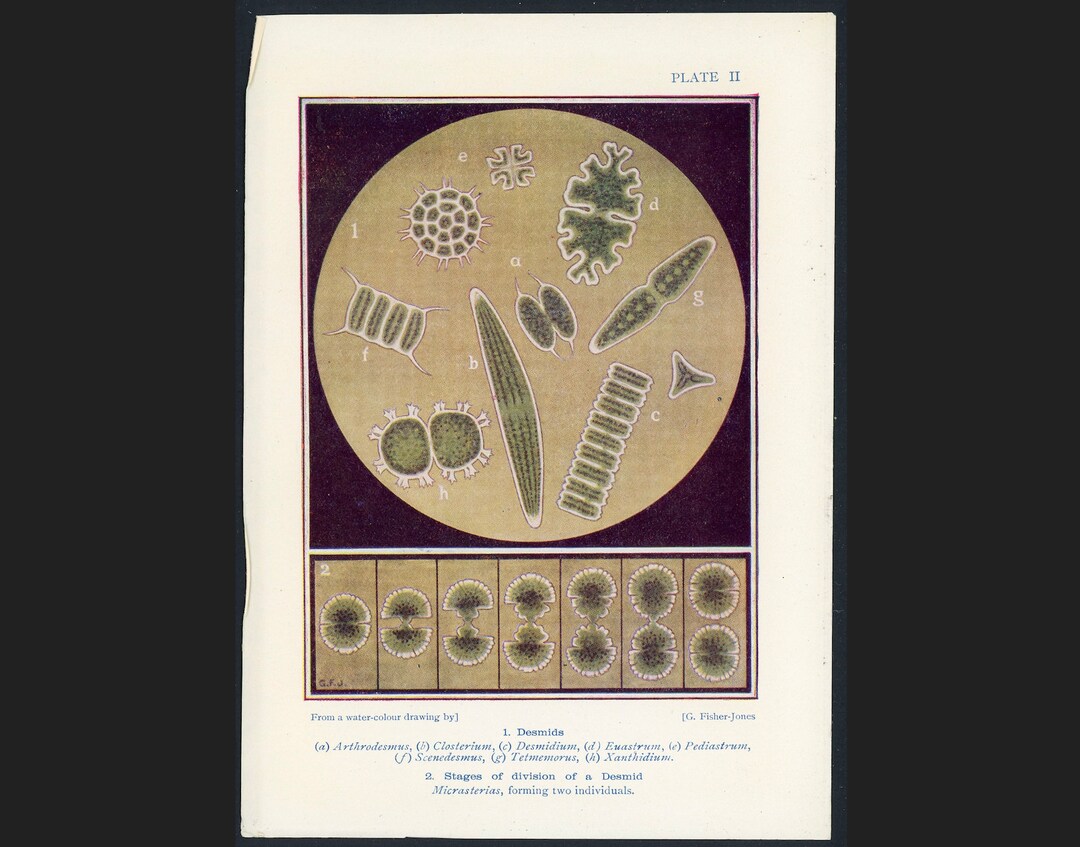 C. 1907 UNDER THE MICROSCOPE Lithograph • Original Antique Print ...