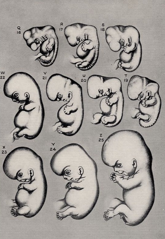 Human Embryo Drawing