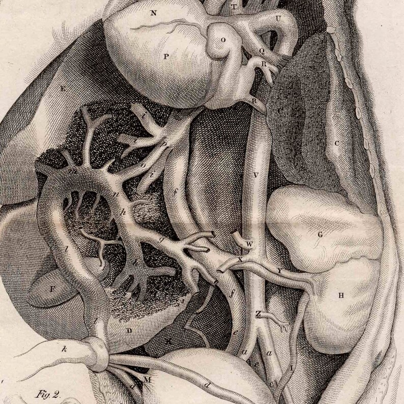 1819 HUMAN ANATOMY Engraving • Original Antique Print • Medical ...