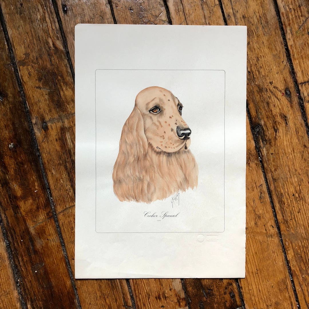 COCKER SPANIEL DOG Print - Hand Colored Dog Lithograph - Original ...