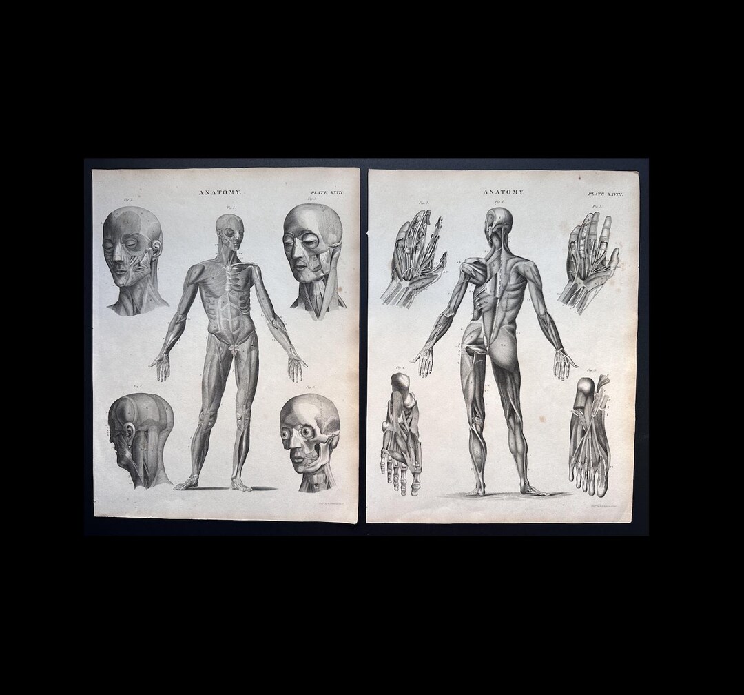 C. 1809 MUSCULAR SYSTEM Engravings • Original Antique Prints • Human ...