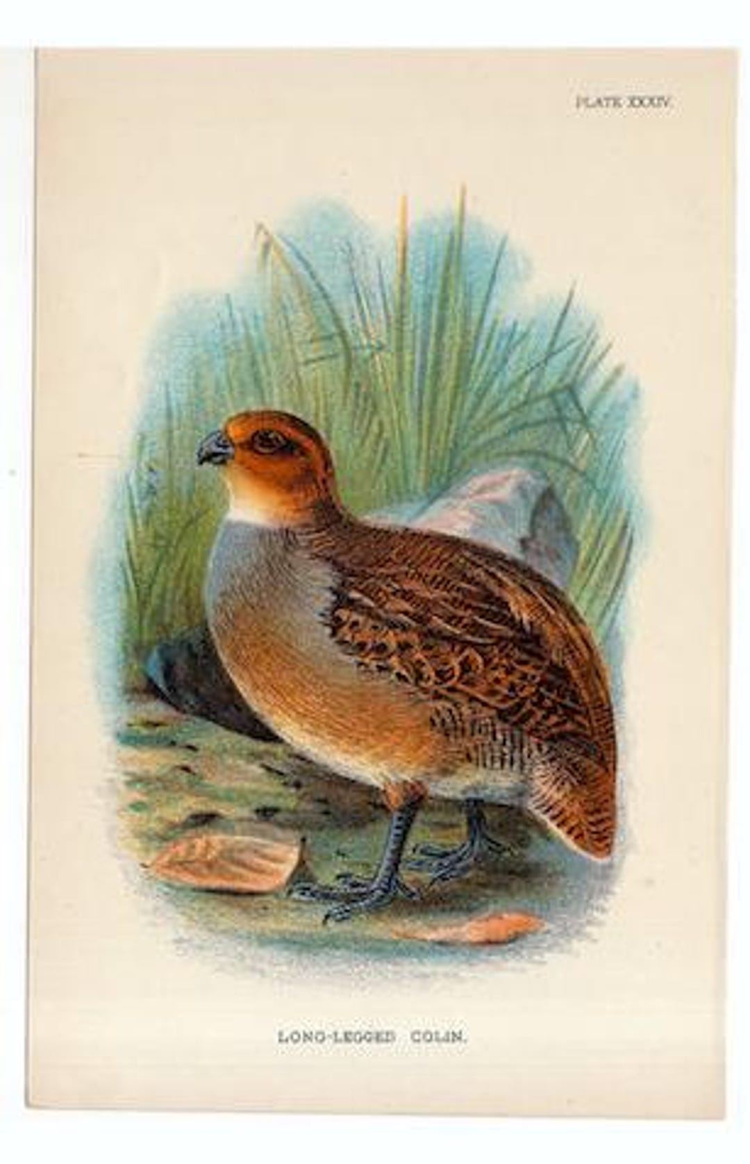 QUAIL Lithograph C. 1896 • Original Antique Print • Bird Prints ...