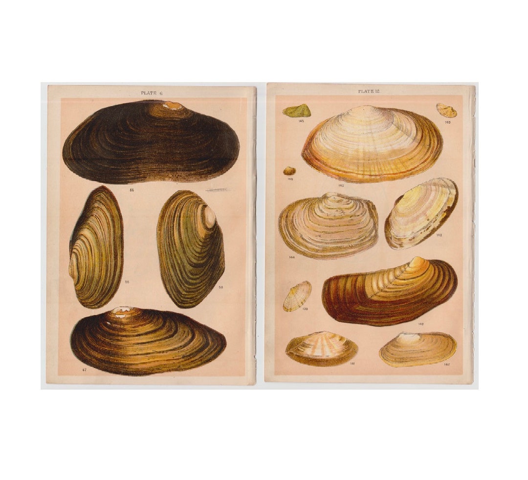 C. 1901 SEA SHELL Lithographs • Set of 2 Original Antique Prints ...