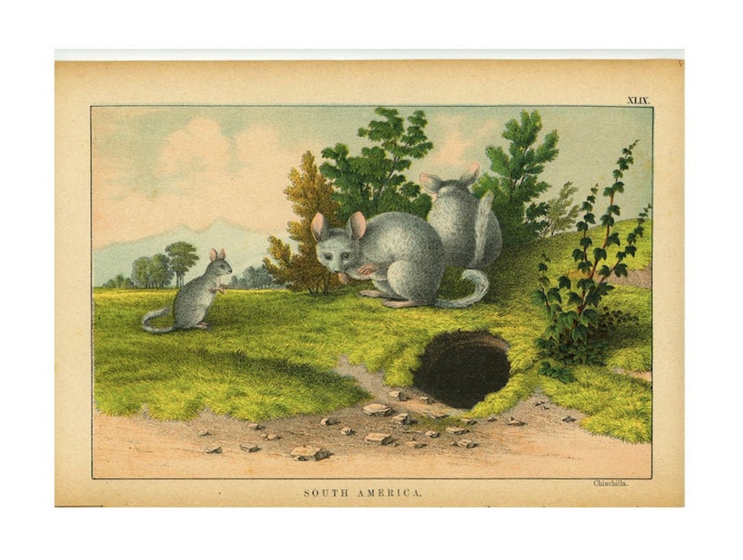 CHINCHILLA Lithograph • Antique Print of South America Animals C. 1878 ...