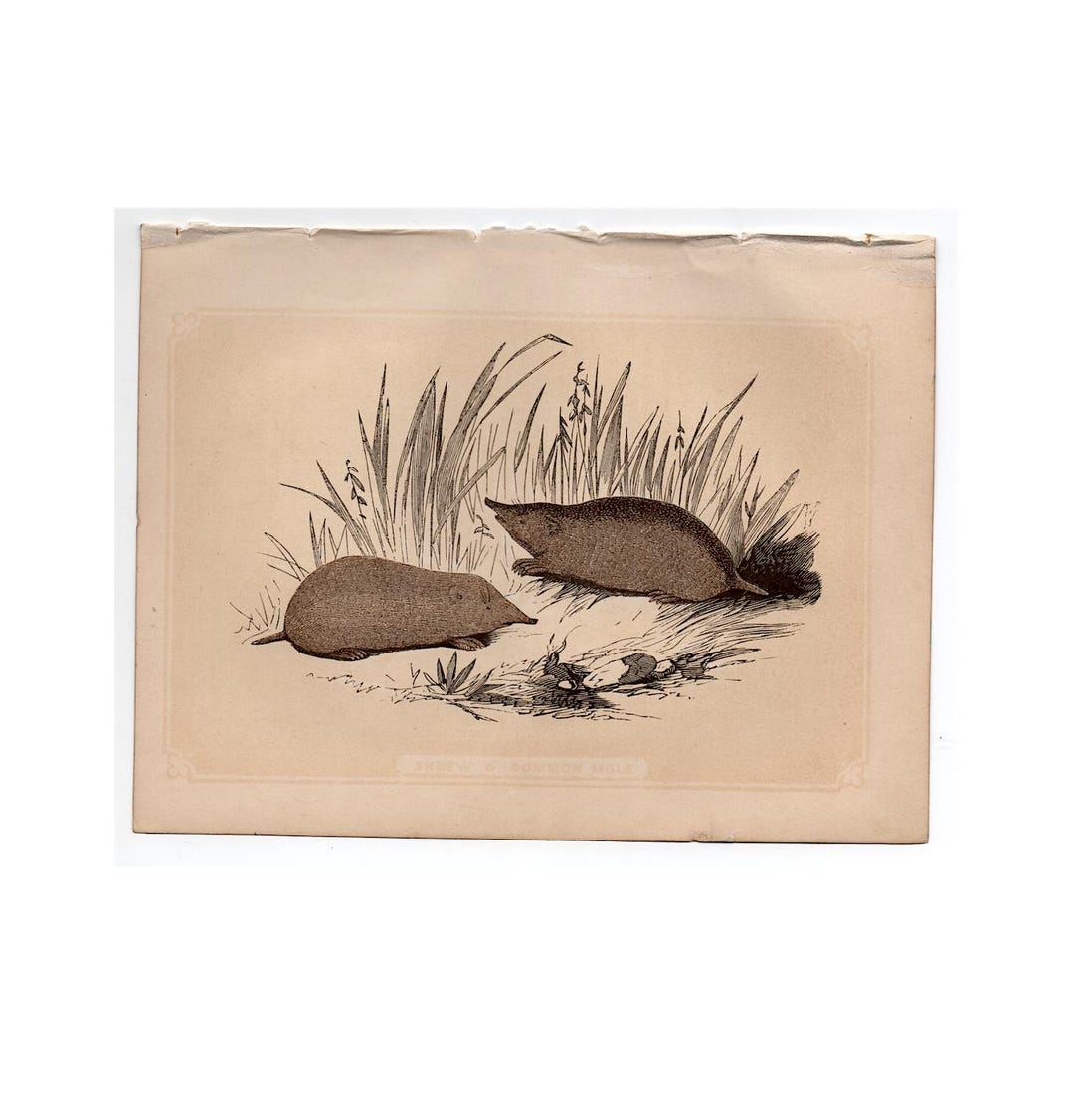 C.1853 THE MOLE & SHREW Print • Original Antique Print • Wild Animal ...