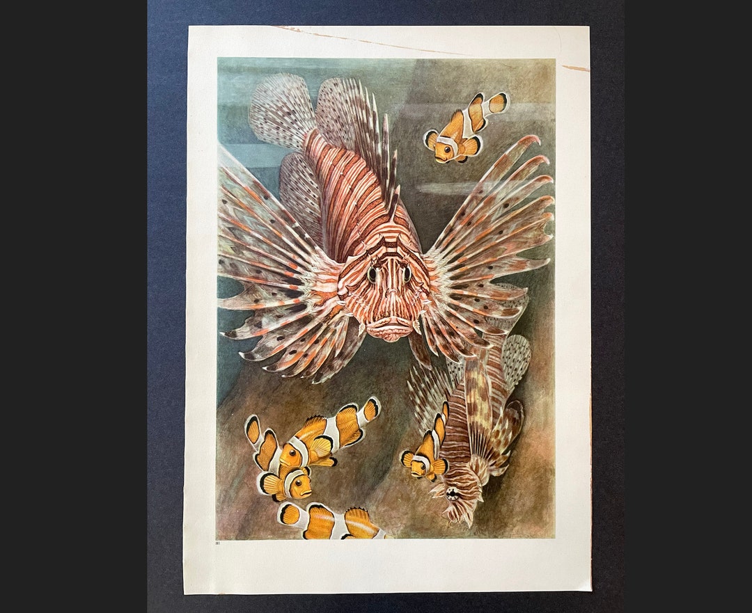 C. 1945 LION FISH Lithograph • Original Vintage Print • Large Sea Life ...