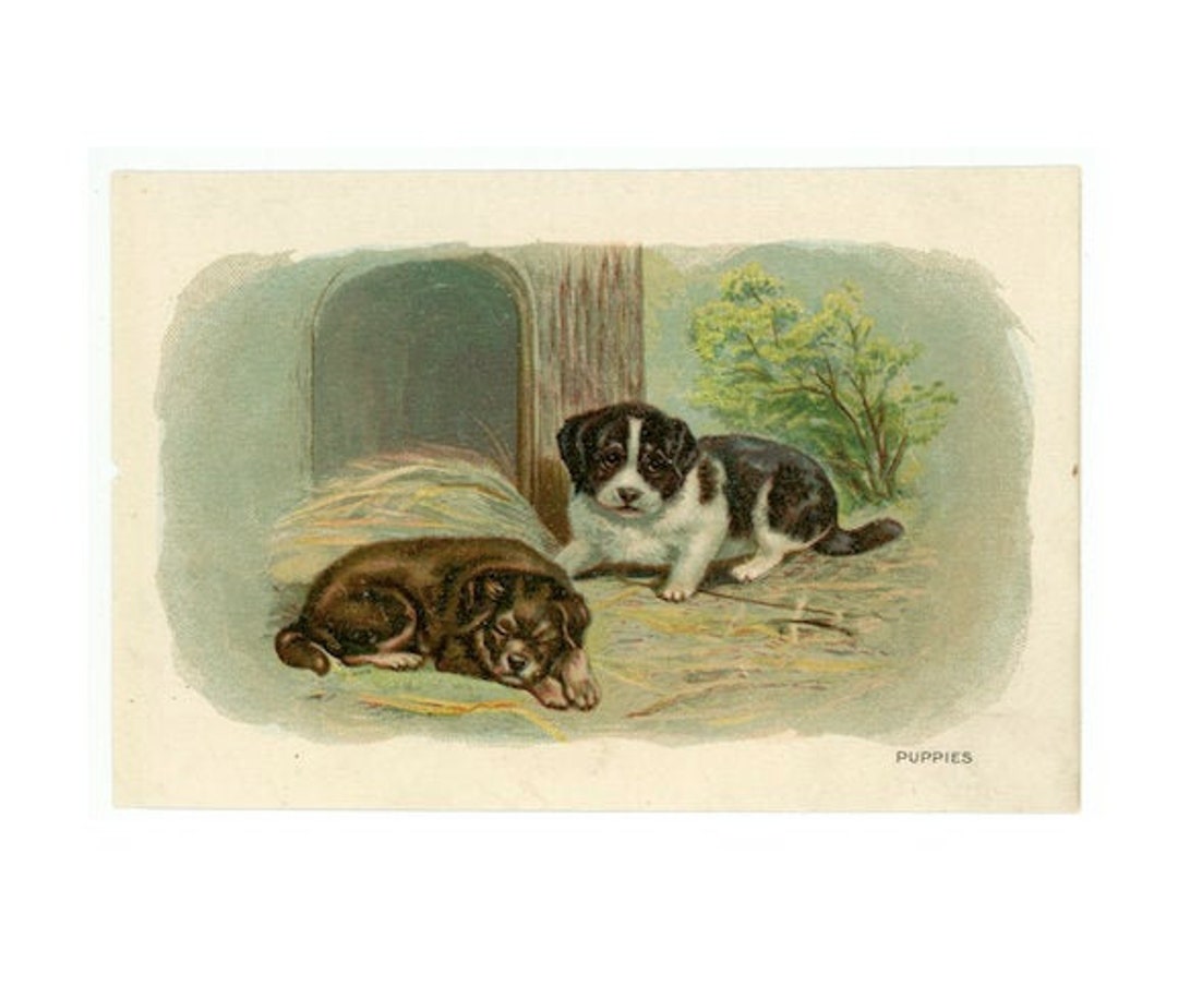 Puppies - C. 1895 ANTIQUE ANIMAL Print - DOGS - Original Antique Dog ...